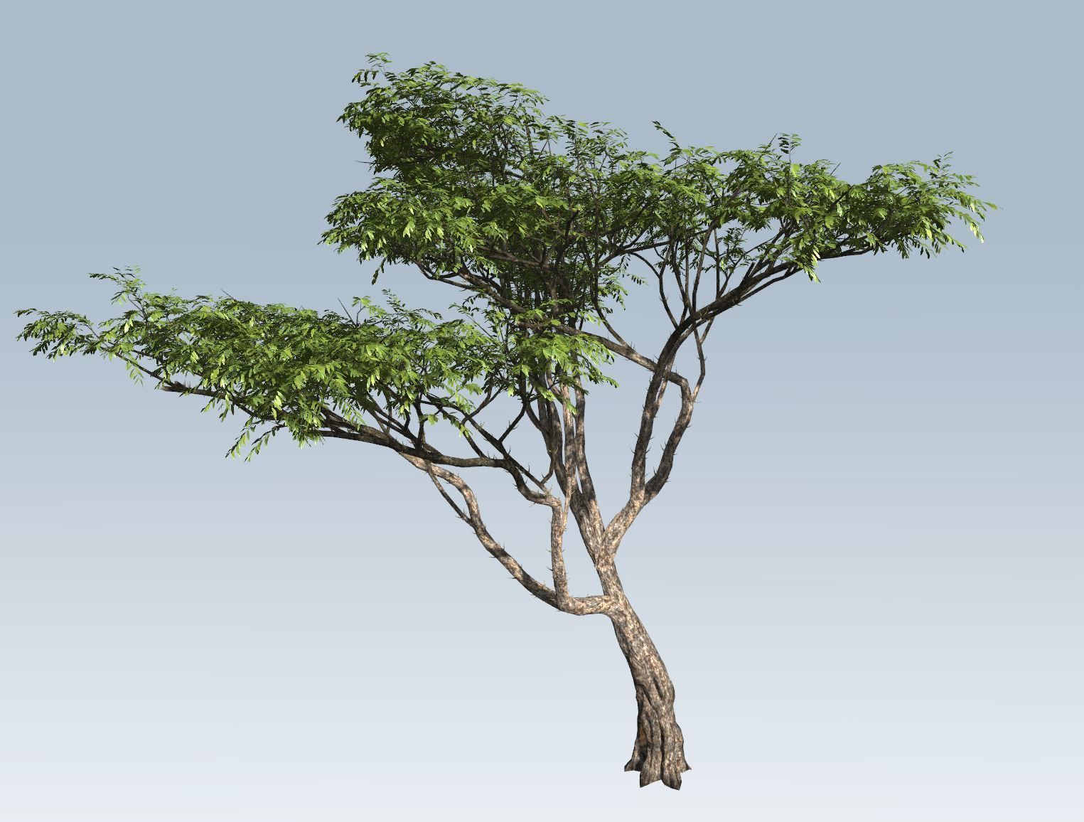 Acacia tree set 3D model | CGTrader