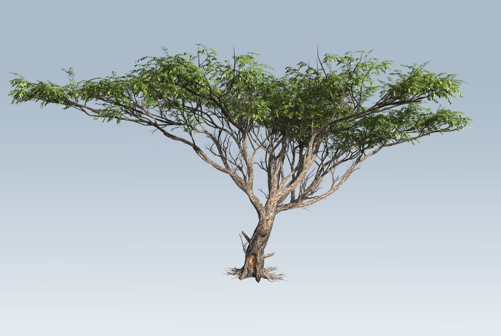 Acacia tree set 3D model | CGTrader