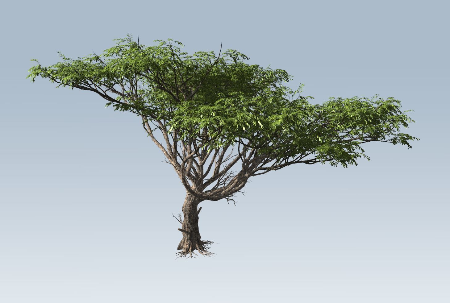 Acacia tree set 3D model | CGTrader