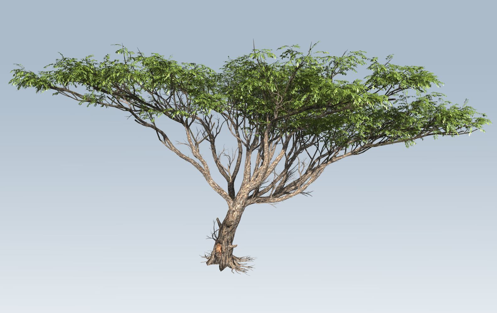 Acacia tree set 3D model | CGTrader
