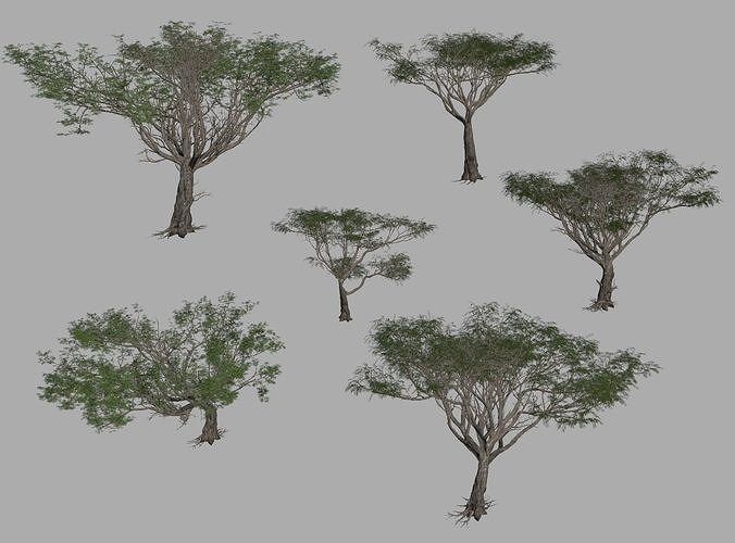 Acacia tree set 3D model | CGTrader