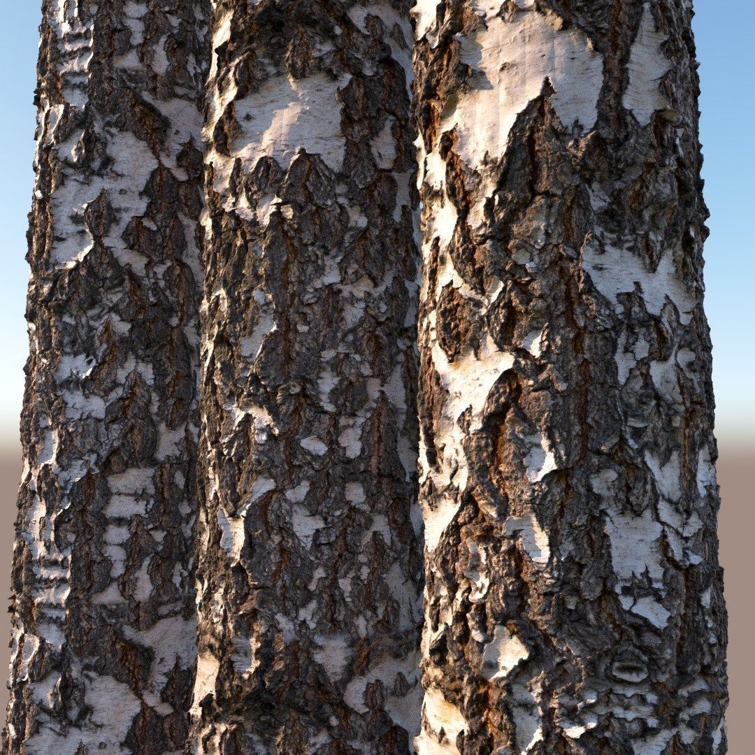 Birch Bark Material Texture | CGTrader