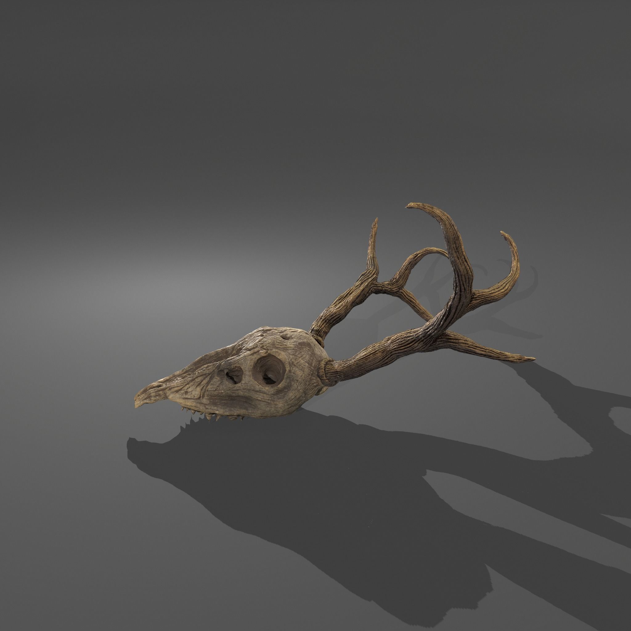 Stag Skull 3D model | CGTrader