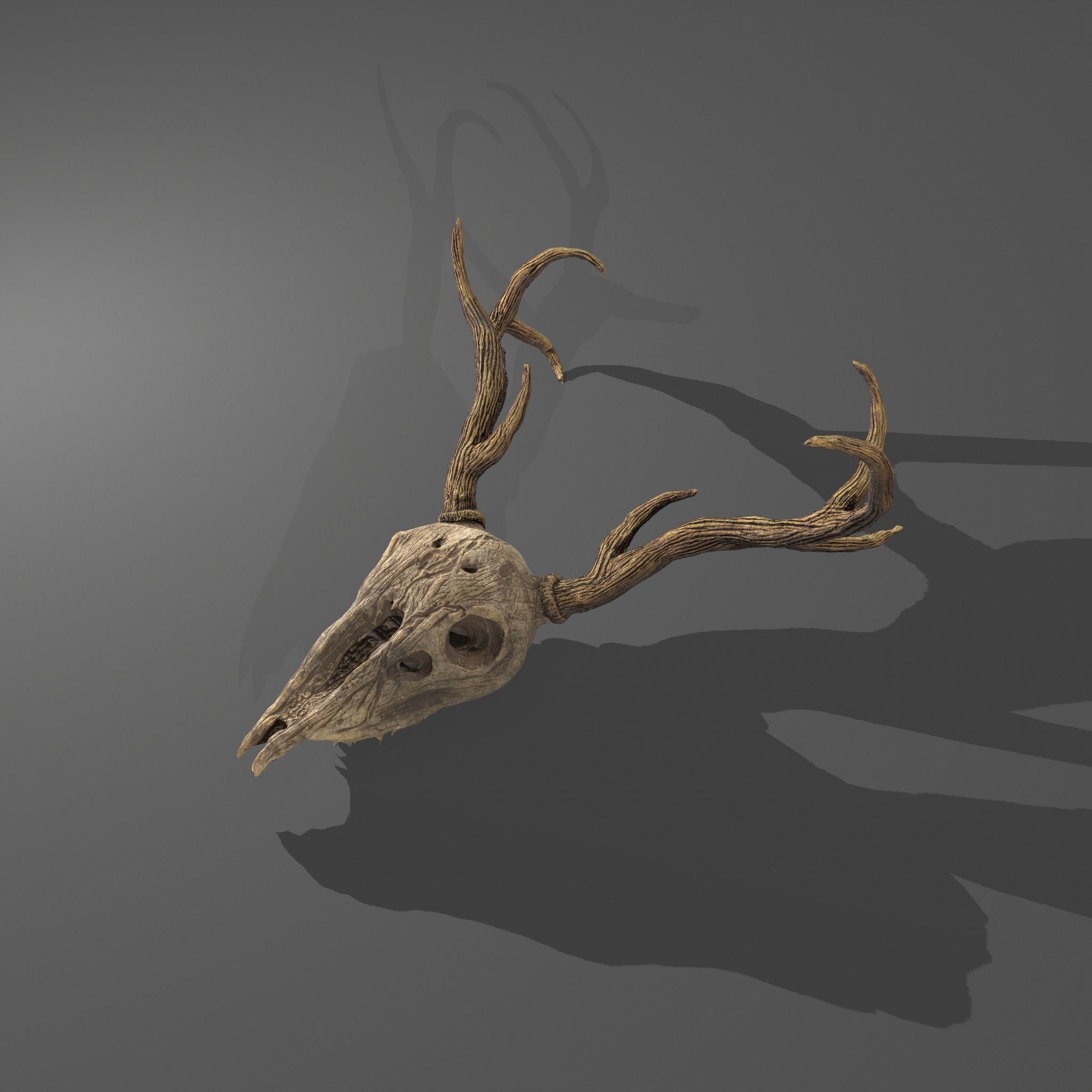 Stag Skull 3D model | CGTrader