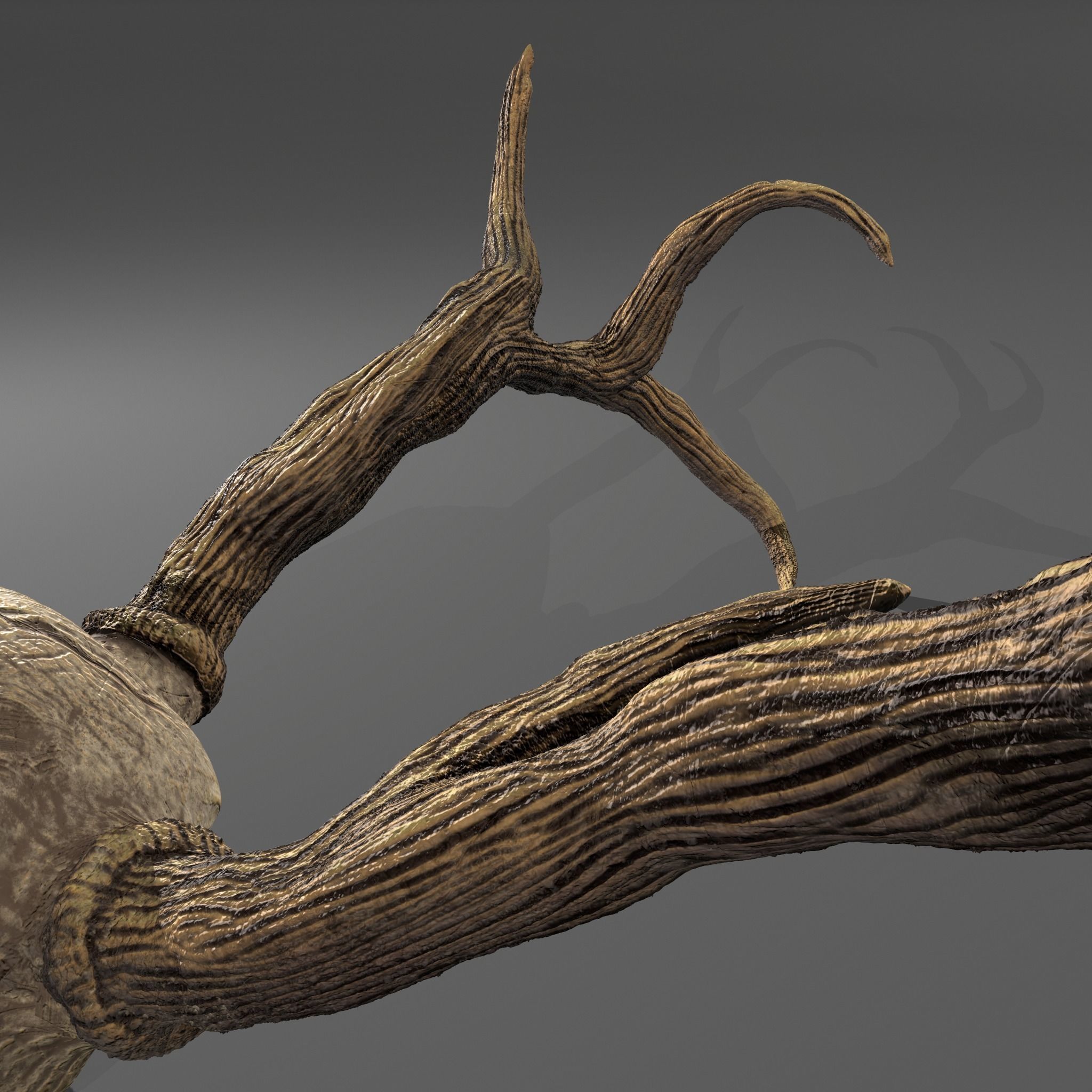 Stag Skull 3D model | CGTrader