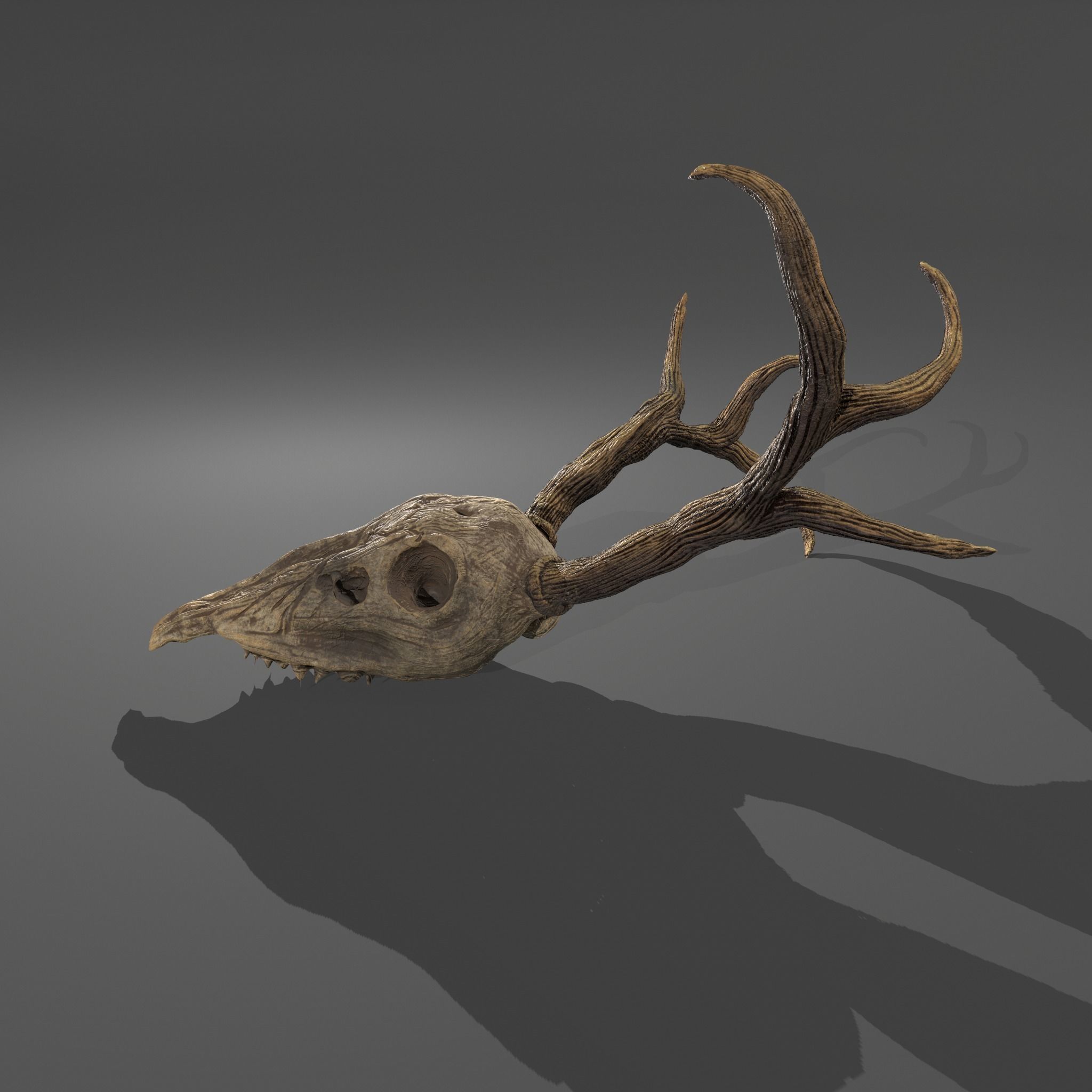 Stag Skull 3D model | CGTrader