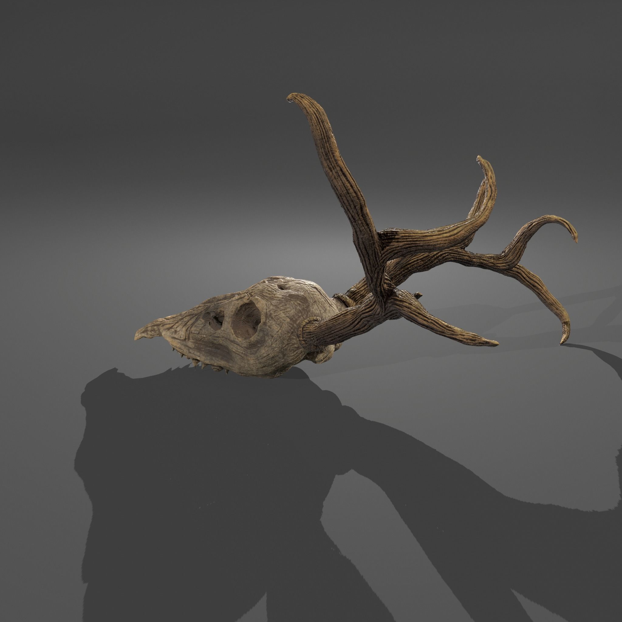 Stag Skull 3D model | CGTrader