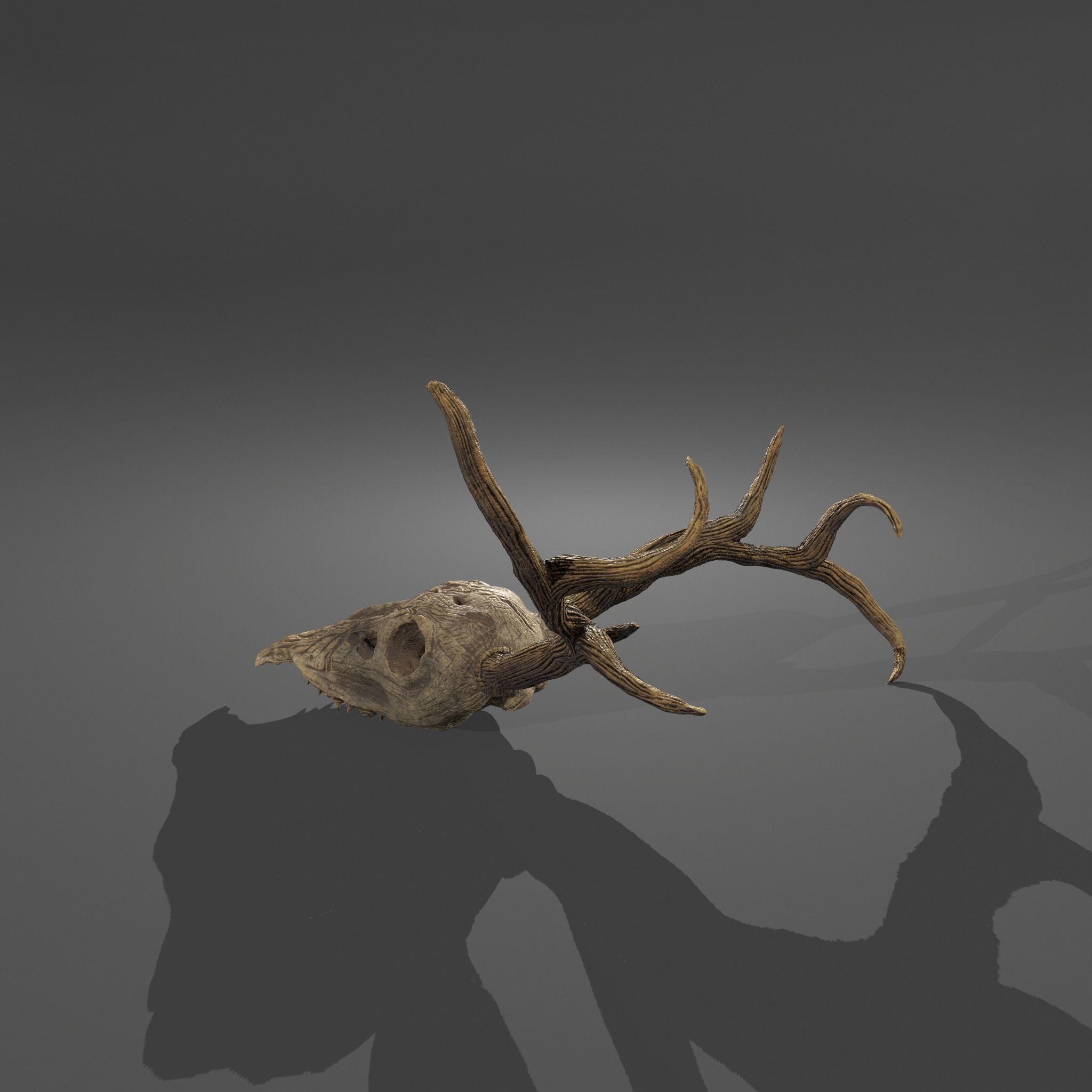 Stag Skull 3D model | CGTrader
