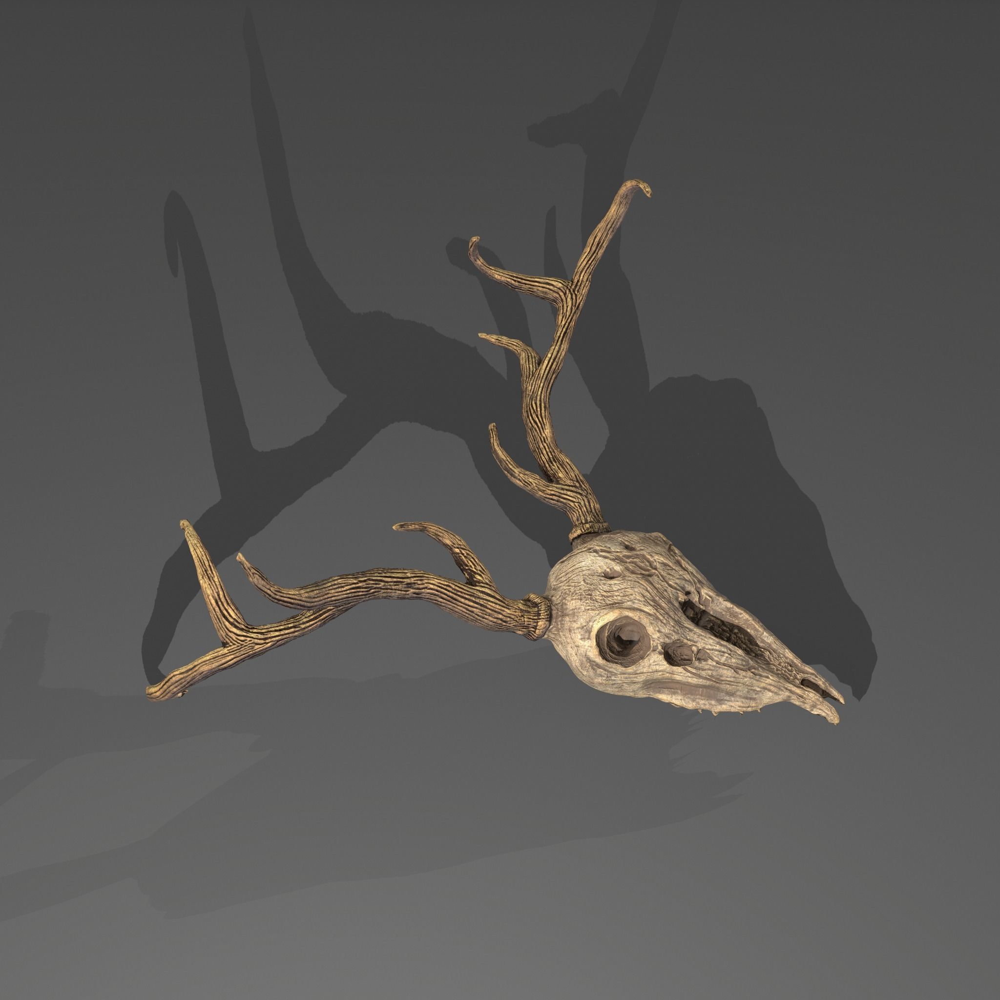 Stag Skull 3D model | CGTrader