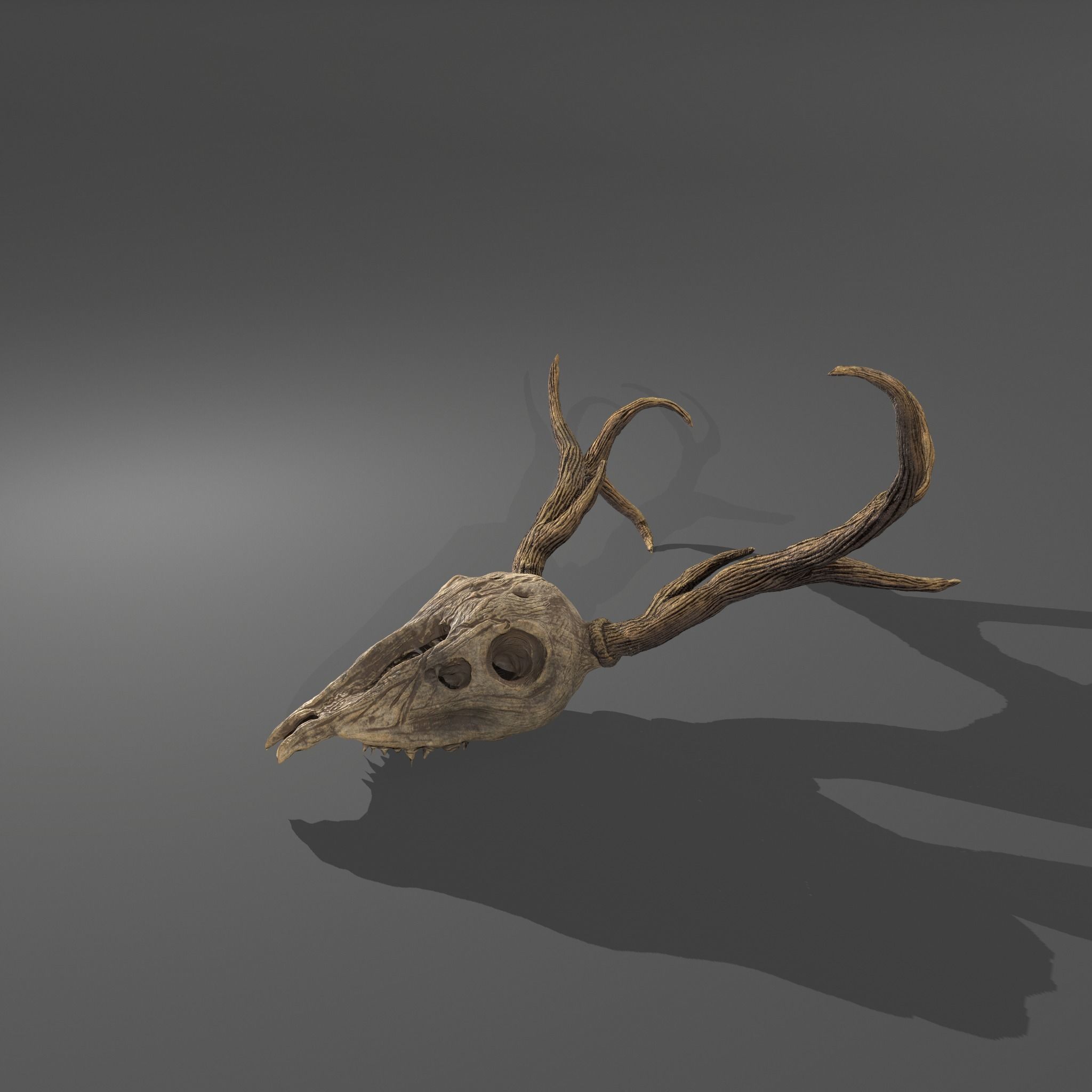 Stag Skull 3D model | CGTrader
