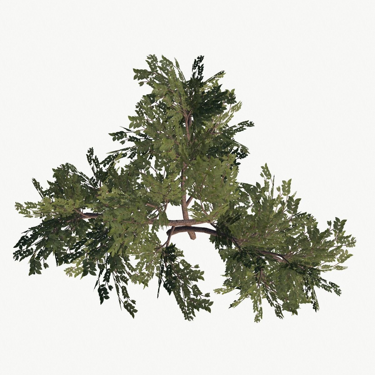 3D model Bush Type 3 VR / AR / low-poly | CGTrader