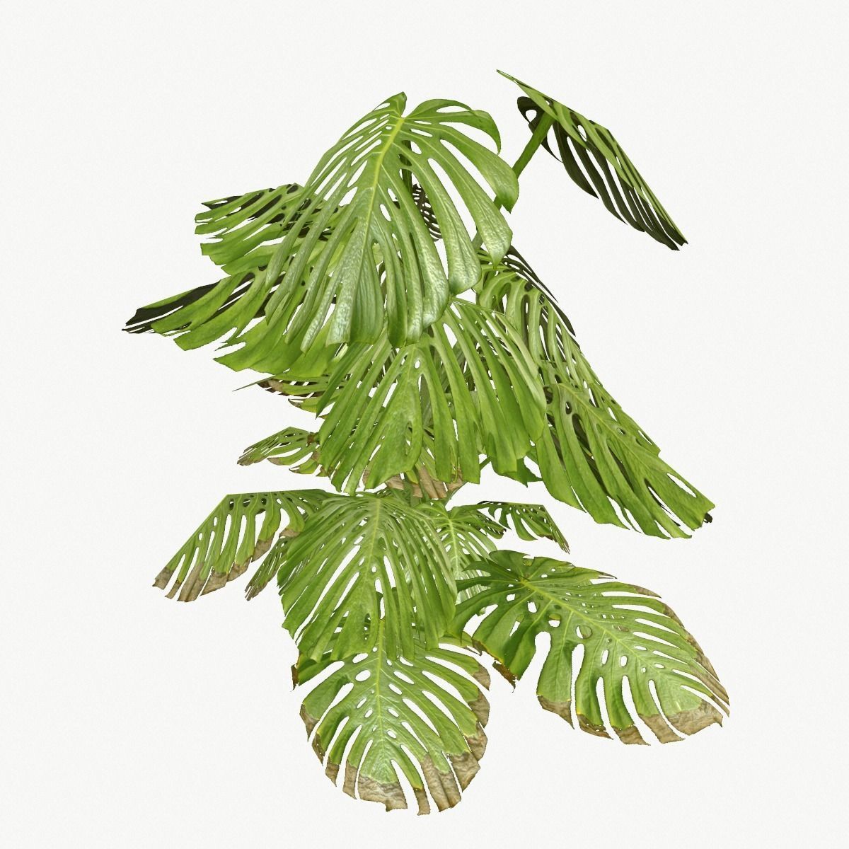 3D model Monstera Type 2 VR / AR / low-poly | CGTrader