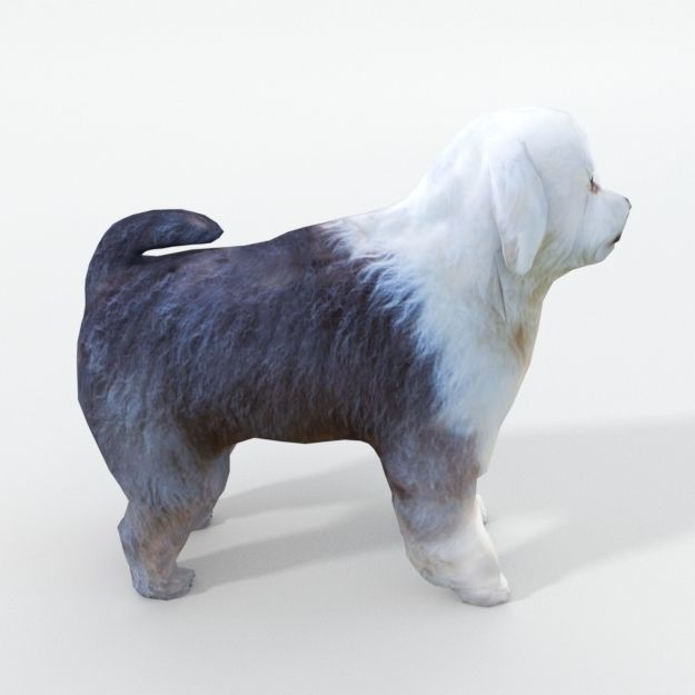 3D model Old English Sheepdog VR / AR / low-poly | CGTrader