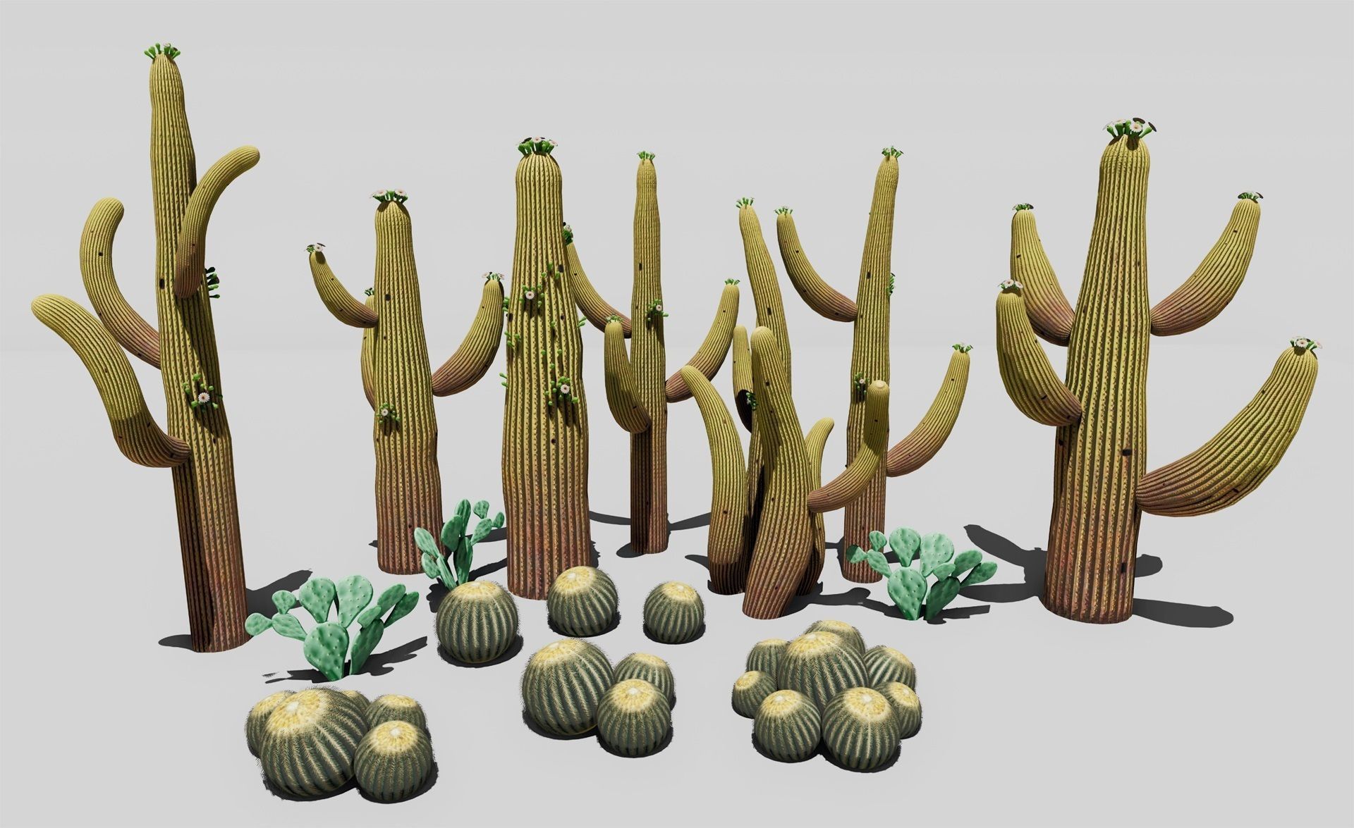 3D model cactus - Game Ready - VR AR VR / AR / low-poly | CGTrader