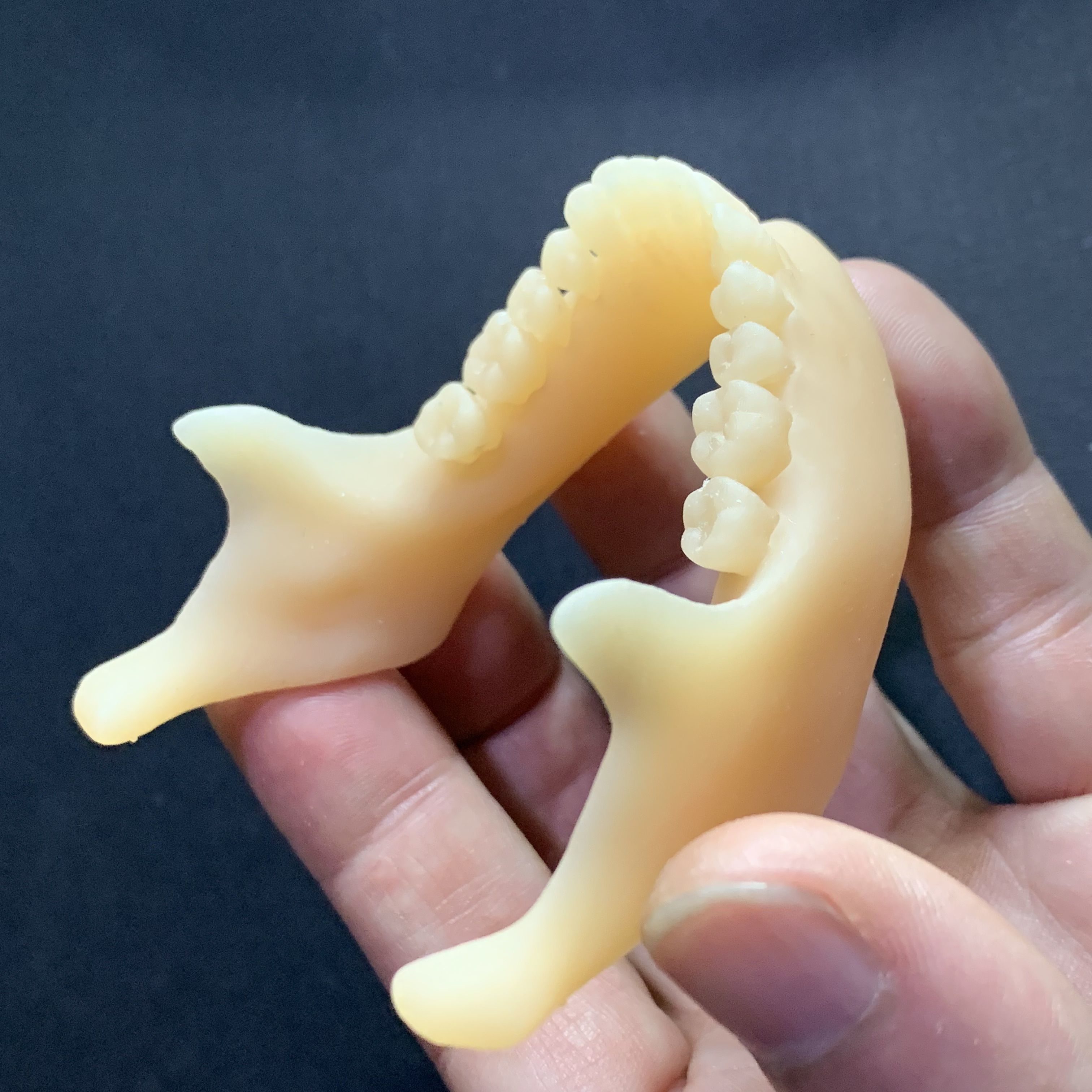 Real human mandibular jaw anatomy with teeth 3D model 3D printable ...