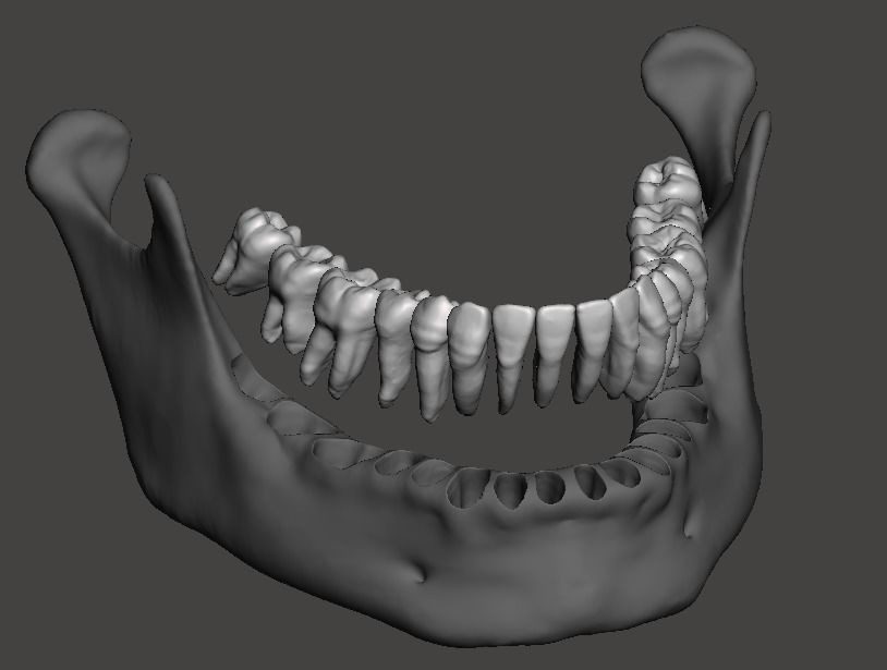 Real human mandibular jaw anatomy with teeth 3D model 3D printable ...