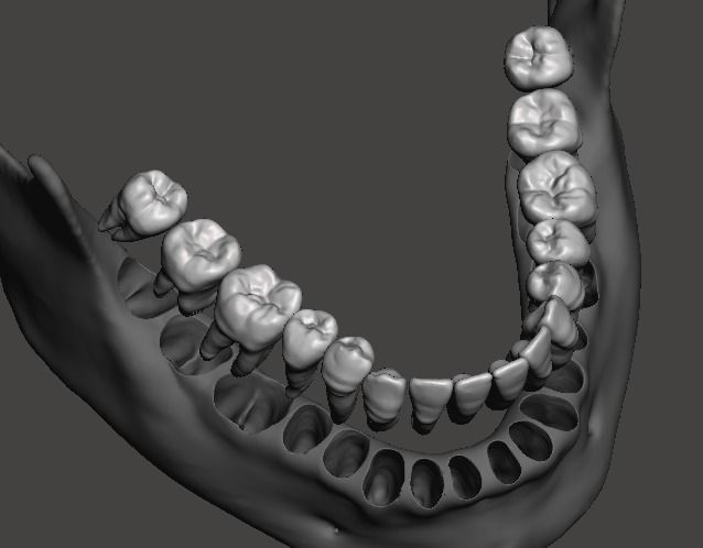 Real human mandibular jaw anatomy with teeth 3D model 3D printable ...