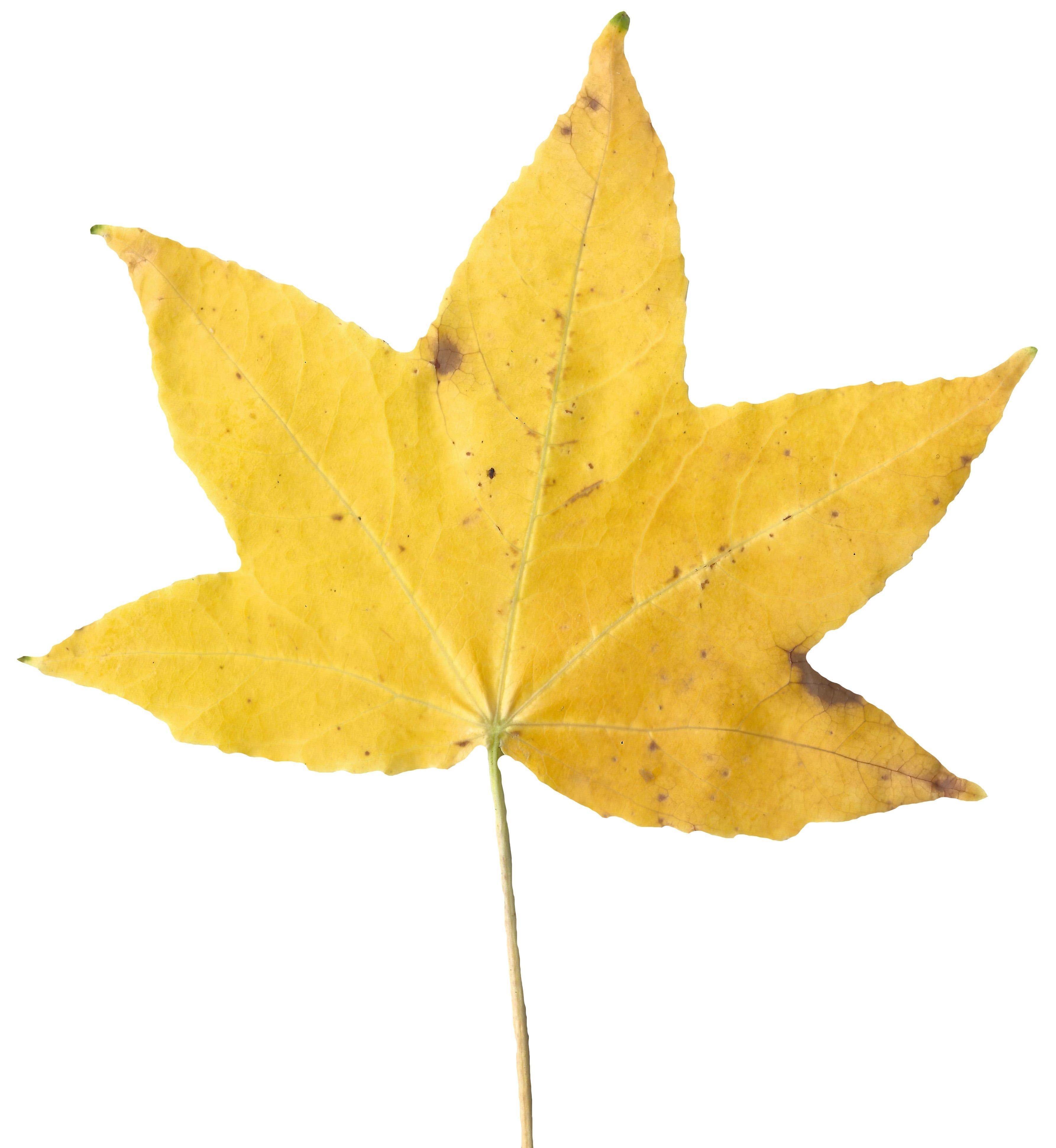 American Sweetgum Leaf Texture Pack - 21 Textures free Texture | CGTrader