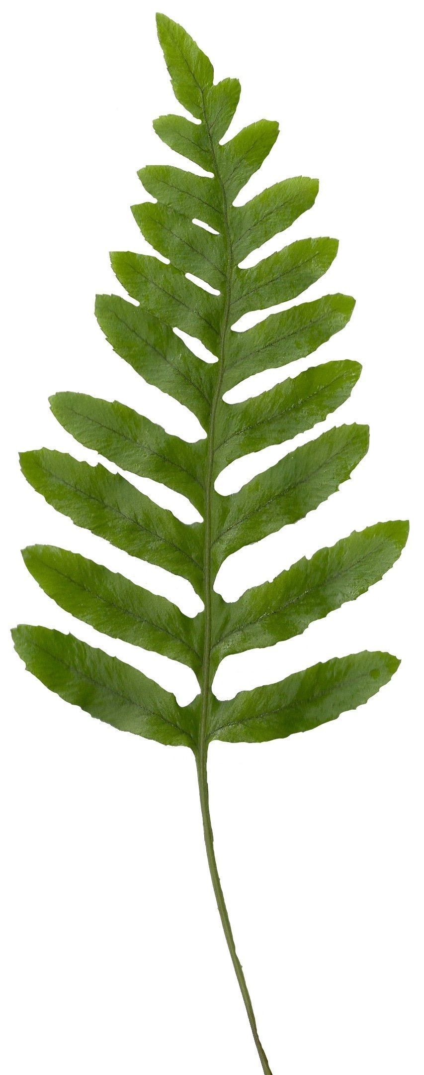 California Polypody Texture Pack - 20 Textures free Texture | CGTrader