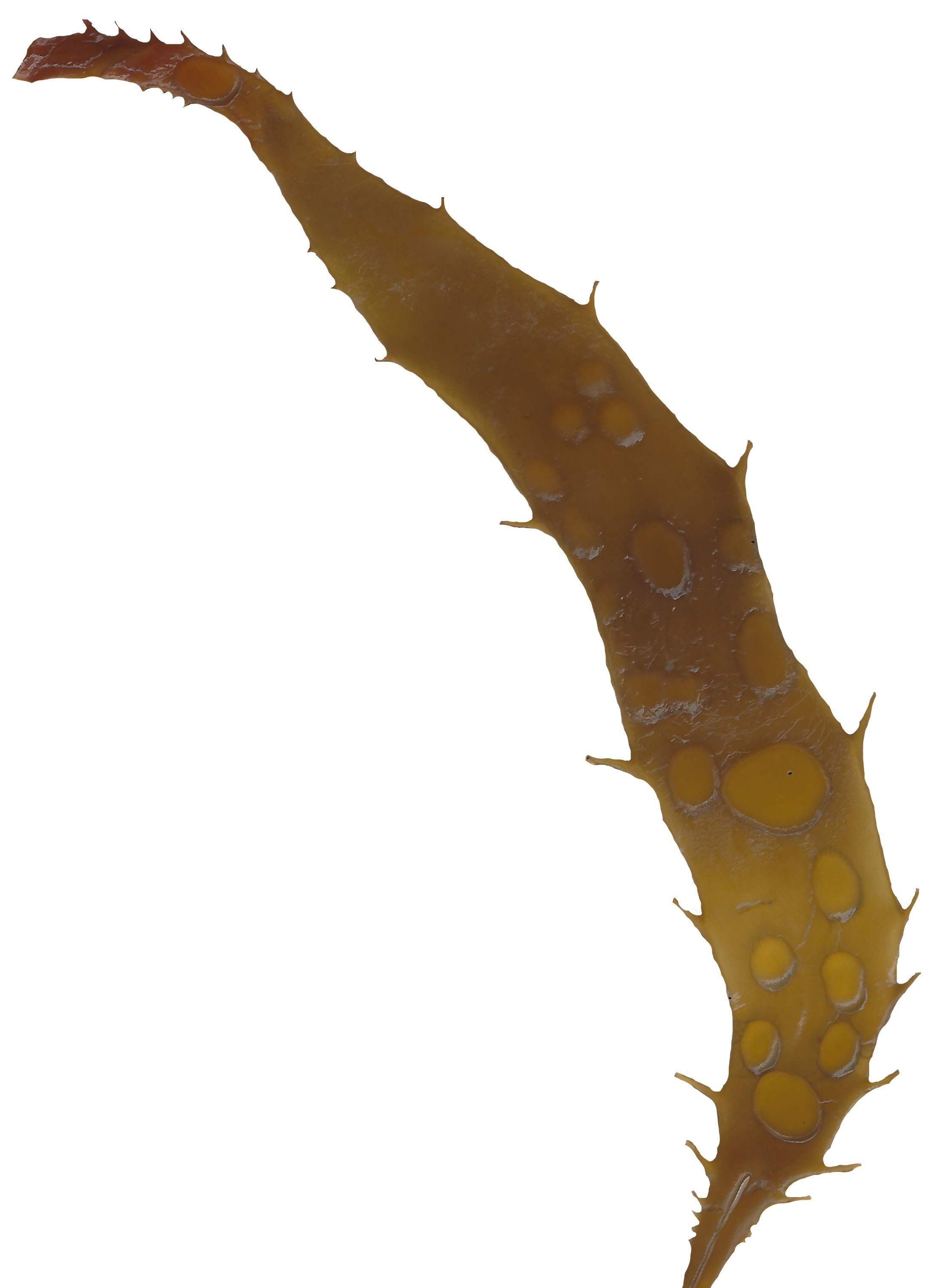 Giant Kelp Texture Pack - 22 Textures free Texture | CGTrader