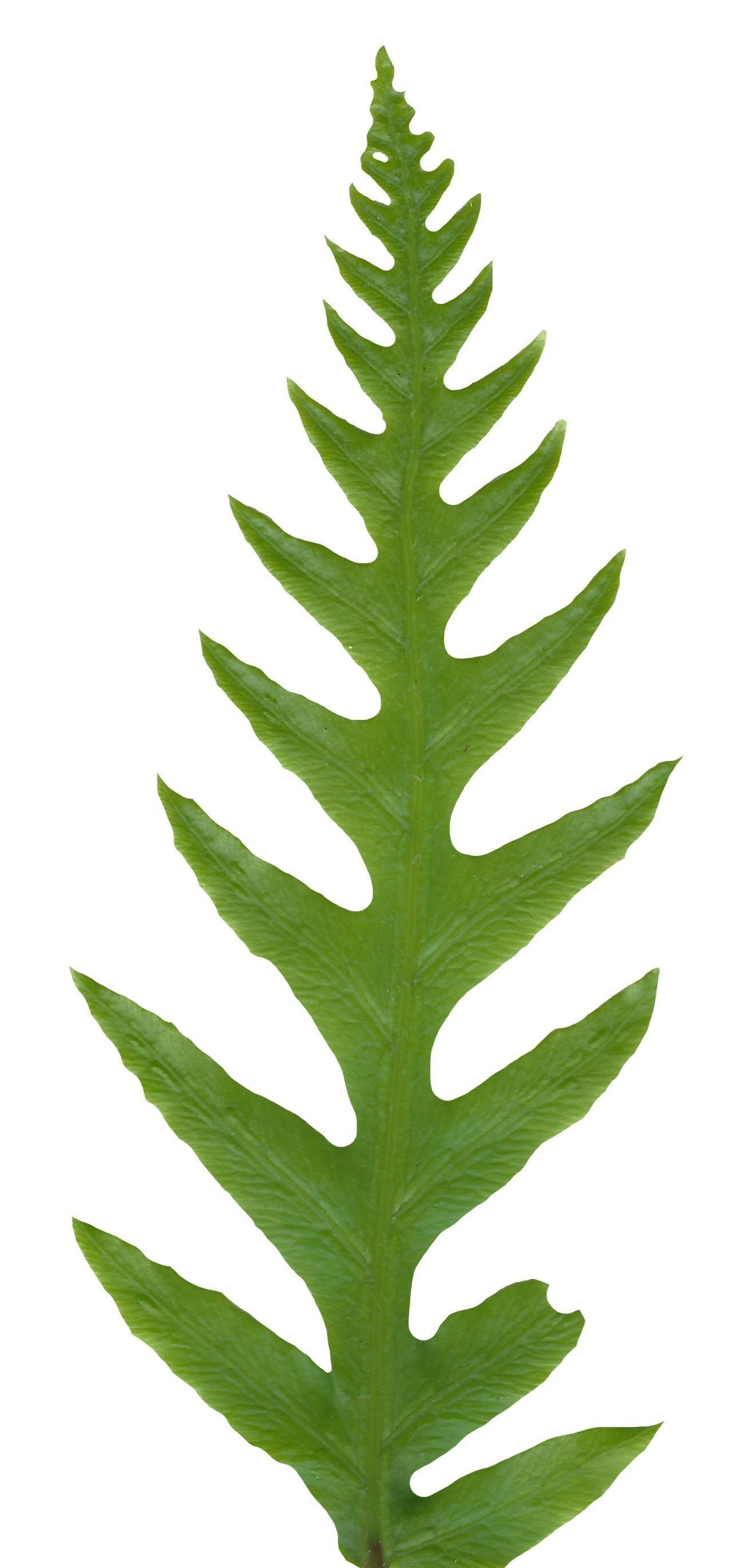 Giant Chain Fern Texture Pack - 24 Textures free Texture | CGTrader