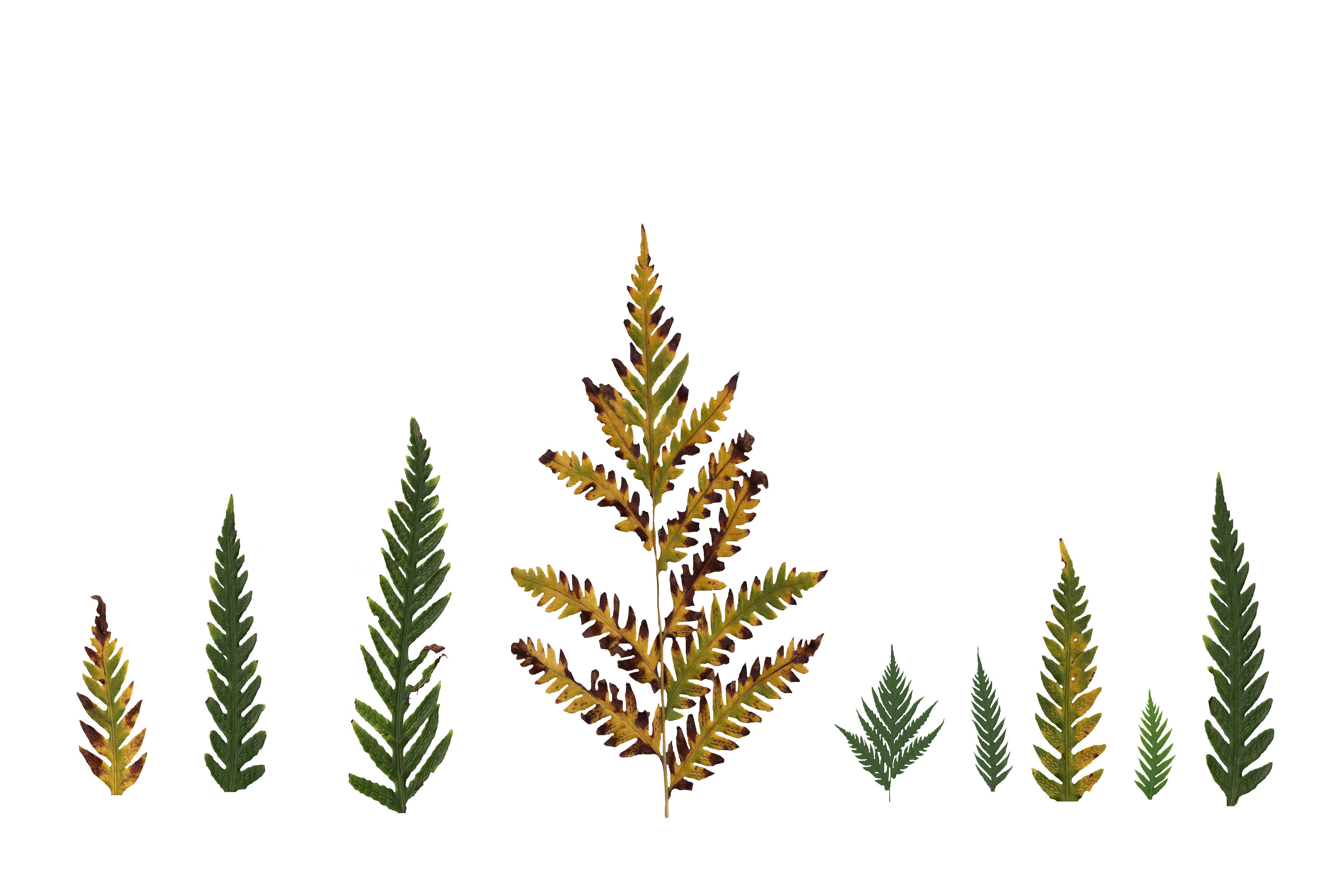 Giant Chain Fern Texture Pack - 24 Textures free Texture | CGTrader