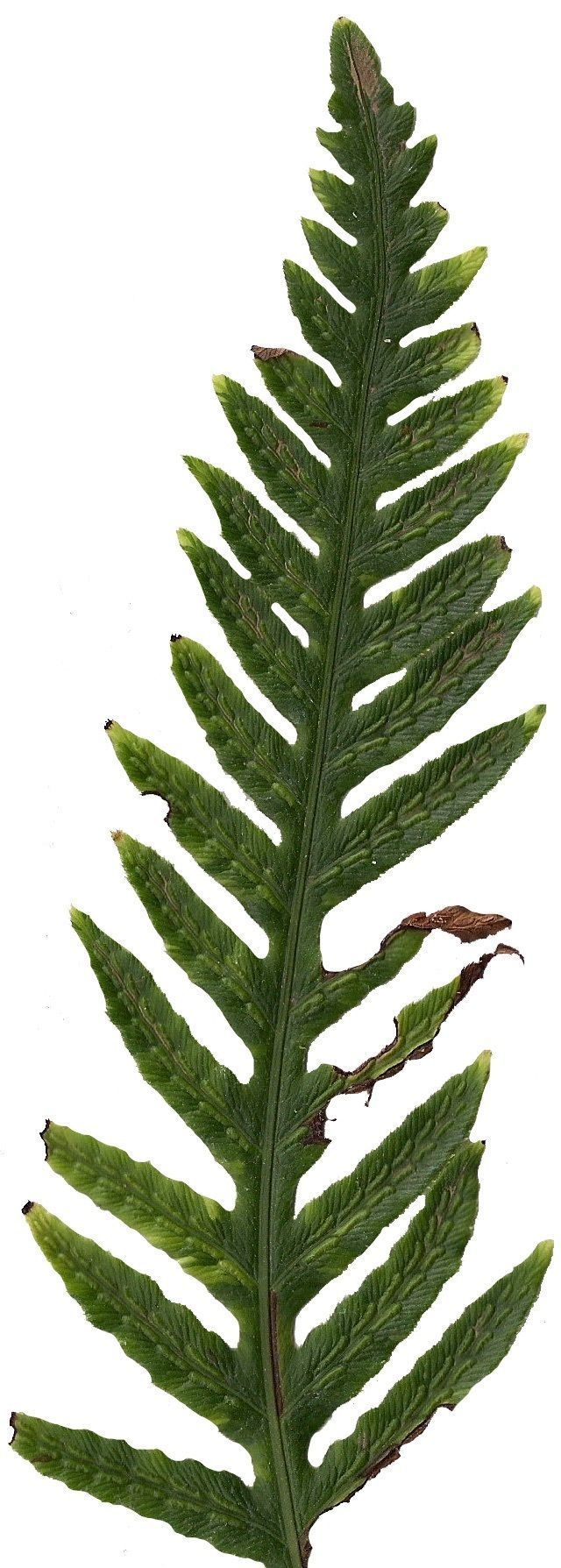 Giant Chain Fern Texture Pack - 24 Textures free Texture | CGTrader