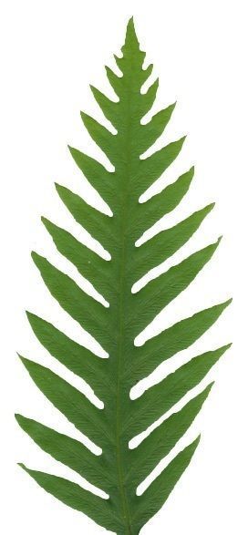 Giant Chain Fern Texture Pack - 24 Textures free Texture | CGTrader