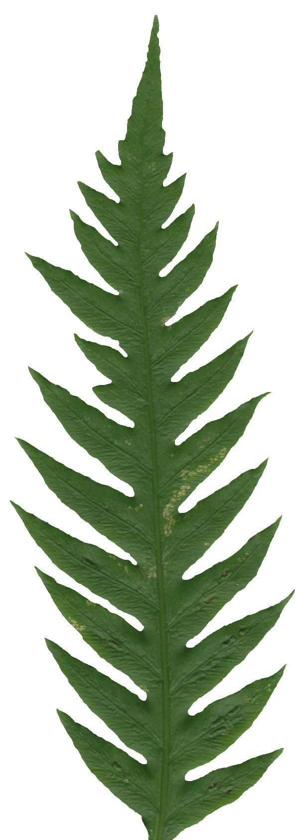 Giant Chain Fern Texture Pack - 24 Textures free Texture | CGTrader