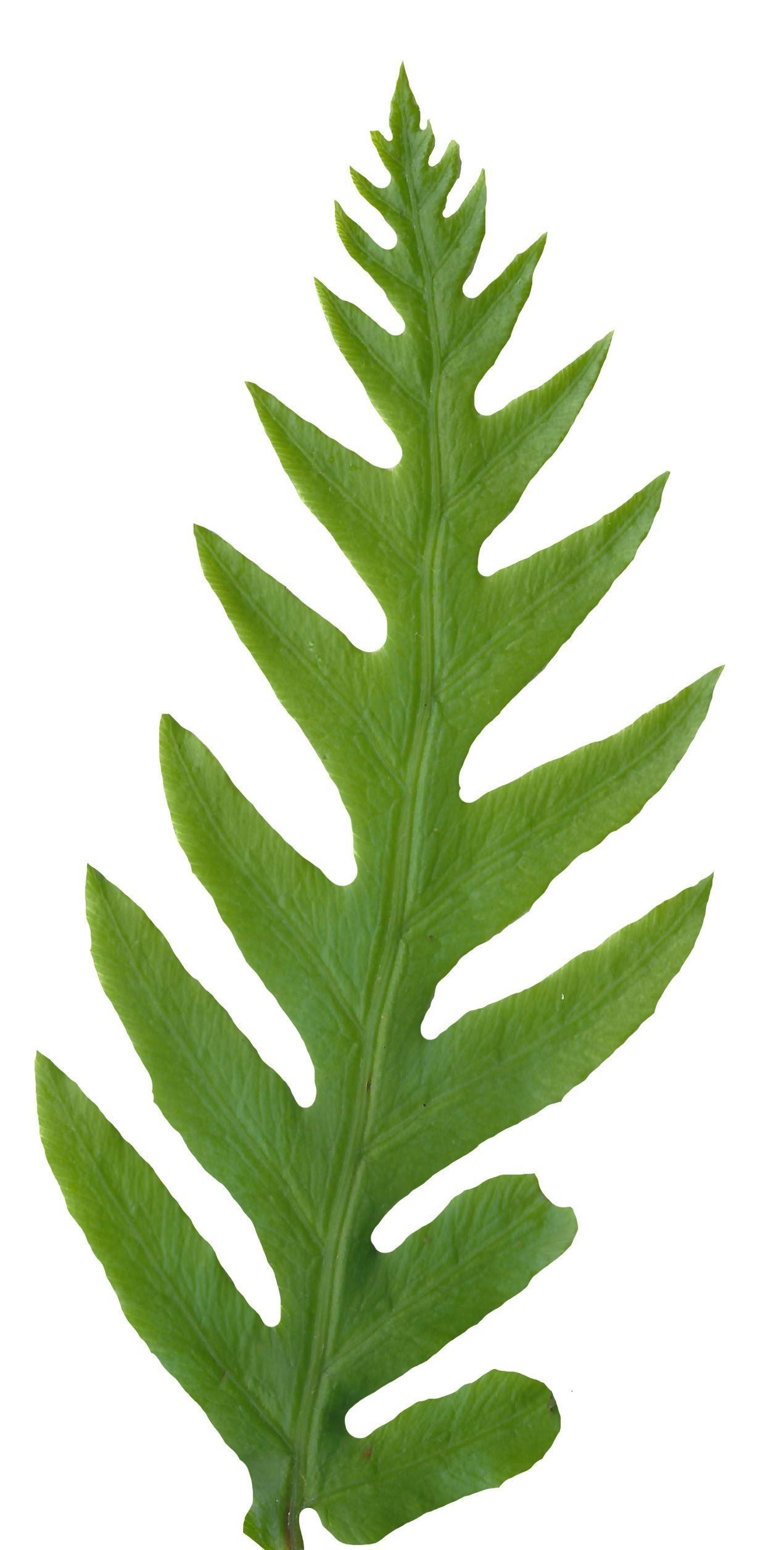 Giant Chain Fern Texture Pack - 24 Textures free Texture | CGTrader