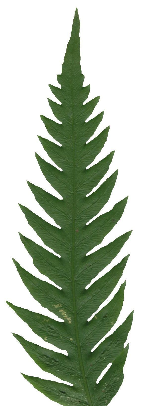 Giant Chain Fern Texture Pack - 24 Textures free Texture | CGTrader