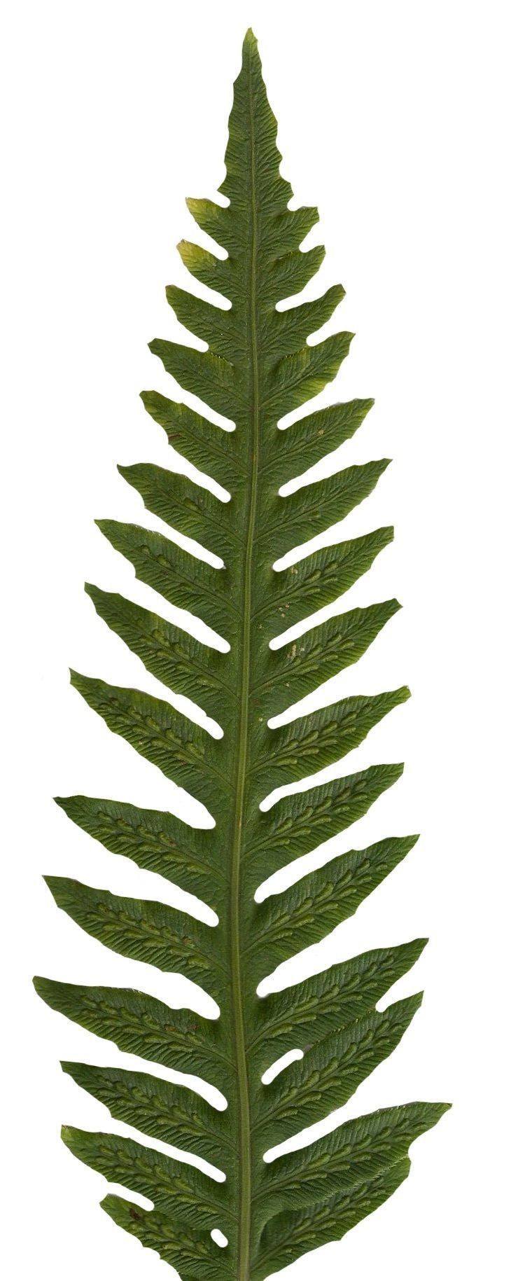 Giant Chain Fern Texture Pack - 24 Textures free Texture | CGTrader