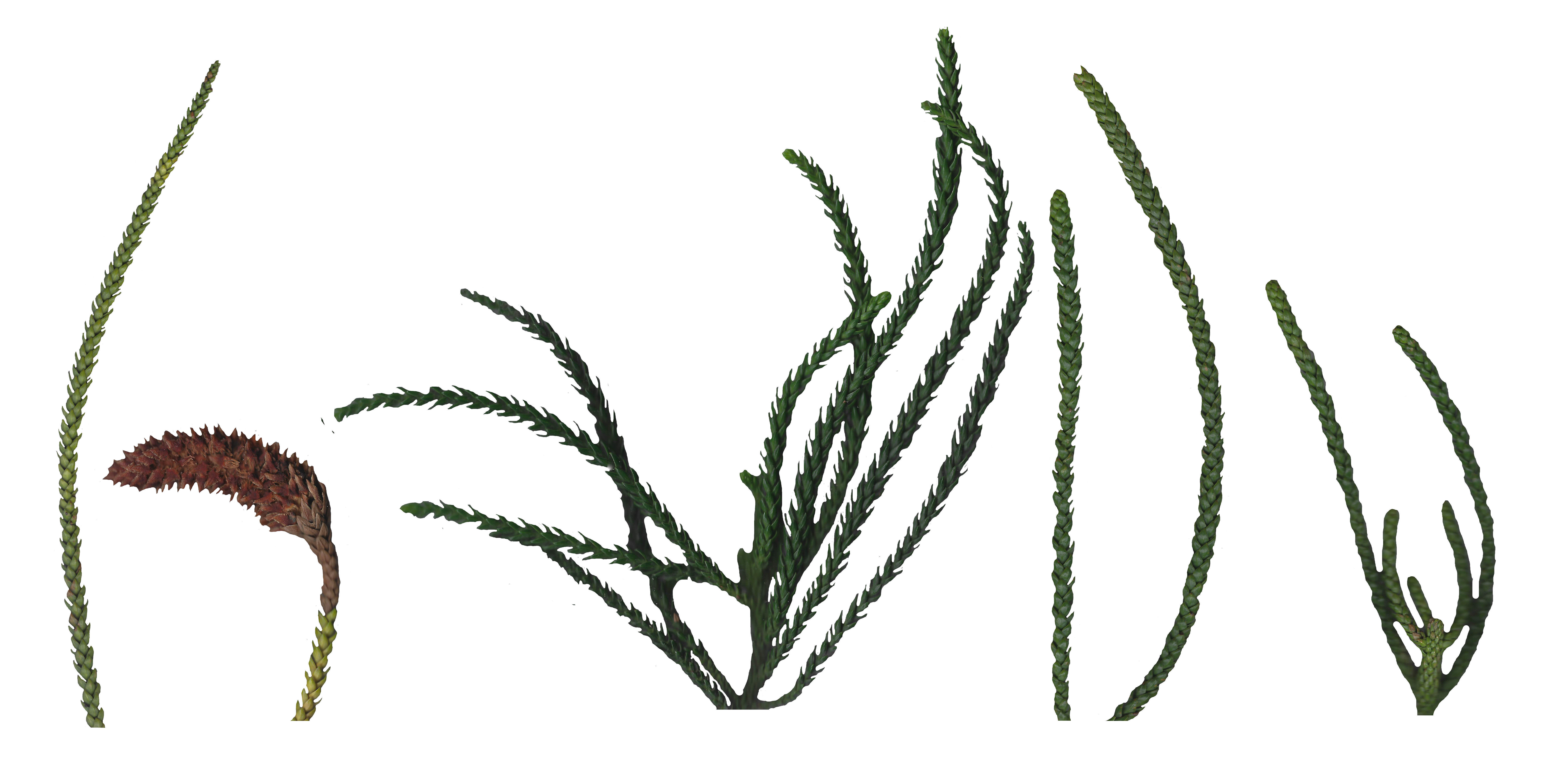 Hoop PIne Texture Pack - 18 Textures free Texture | CGTrader