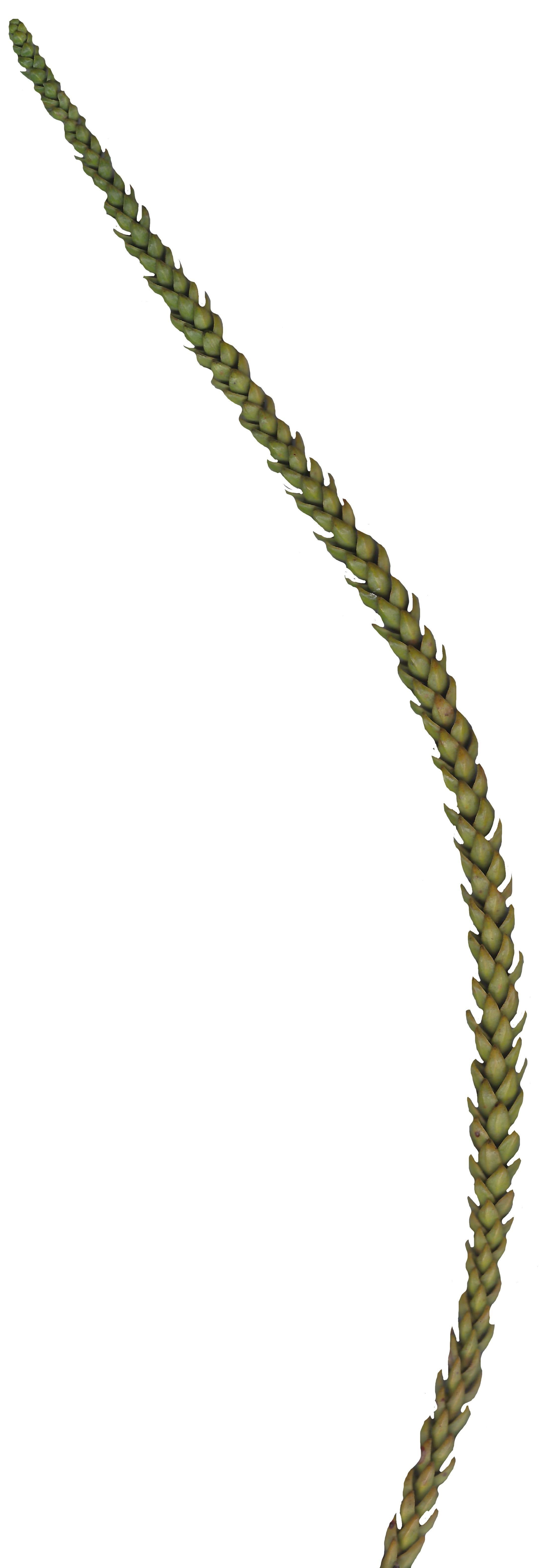 Hoop PIne Texture Pack - 18 Textures free Texture | CGTrader