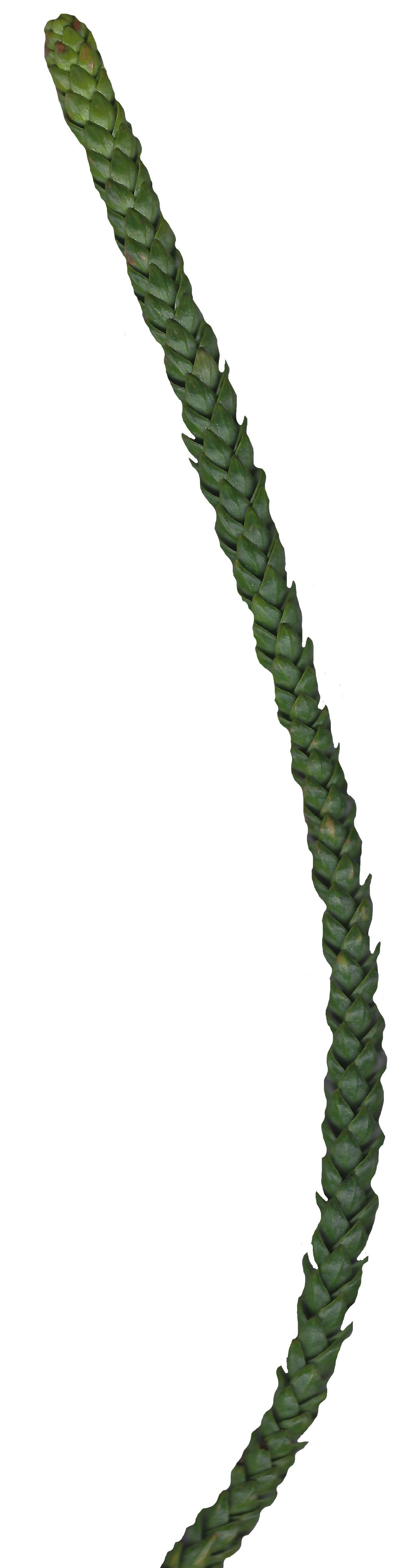 Hoop PIne Texture Pack - 18 Textures free Texture | CGTrader