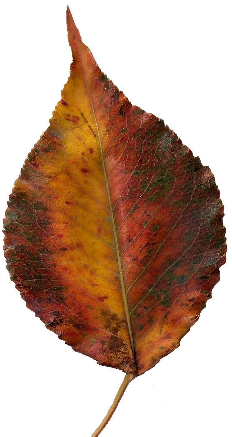 Fall Leaves Scanned Texture Pack - 81 Textures free Texture | CGTrader