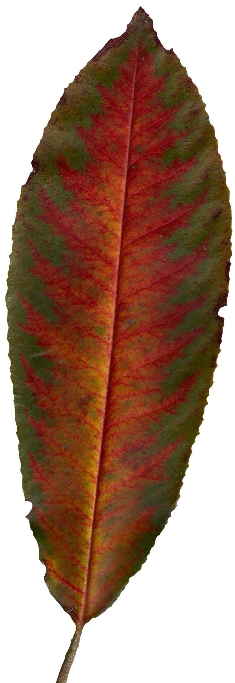 Fall Leaves Scanned Texture Pack - 81 Textures free Texture | CGTrader
