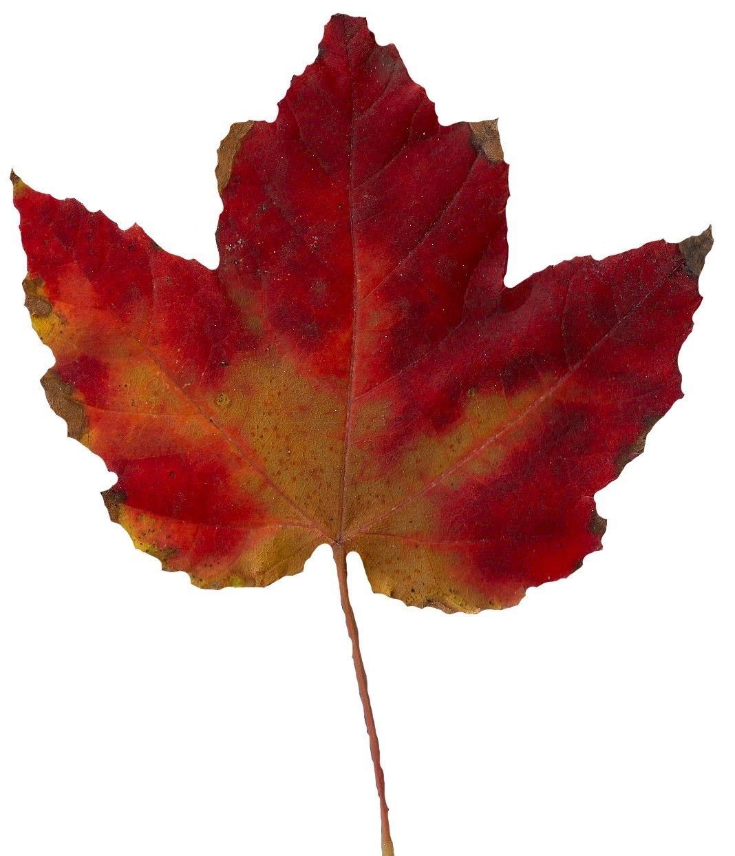 Fall Leaves Scanned Texture Pack - 81 Textures free Texture | CGTrader