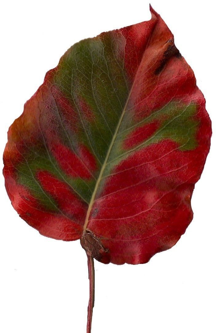 Fall Leaves Scanned Texture Pack - 81 Textures free Texture | CGTrader