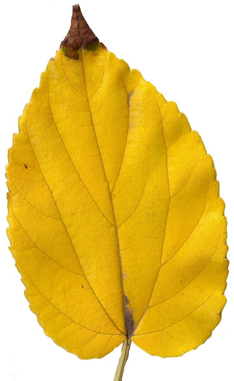 Fall Leaves Scanned Texture Pack - 81 Textures free Texture | CGTrader