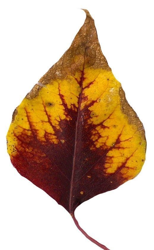 Fall Leaves Scanned Texture Pack - 81 Textures free Texture | CGTrader