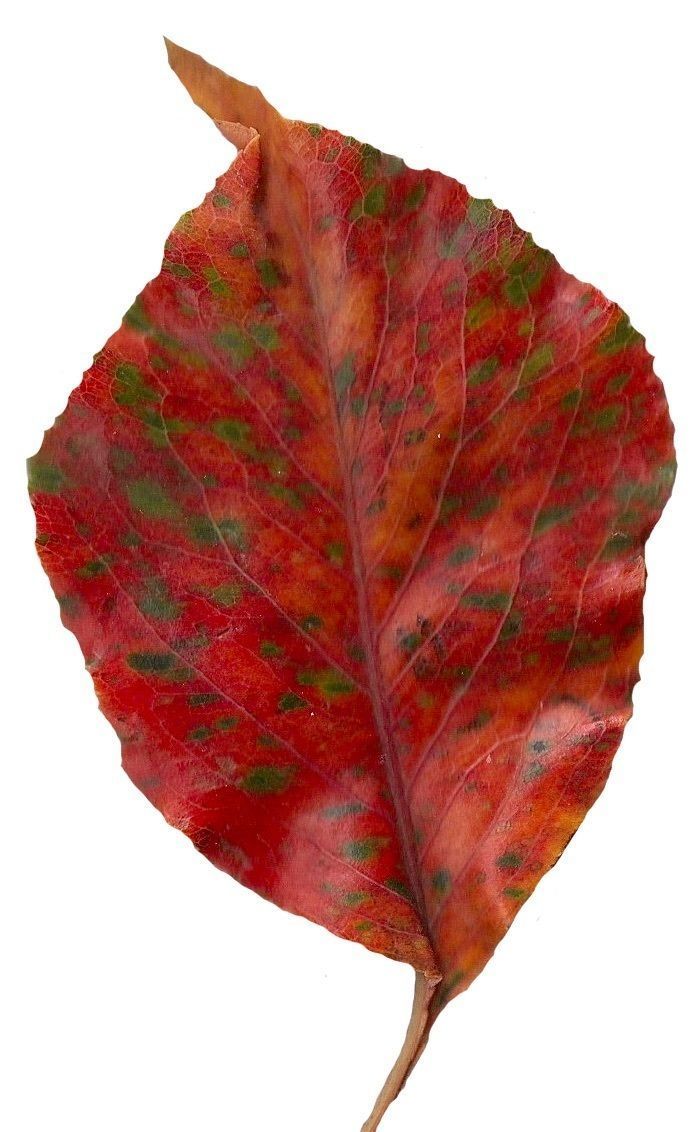 Fall Leaves Scanned Texture Pack - 81 Textures free Texture | CGTrader