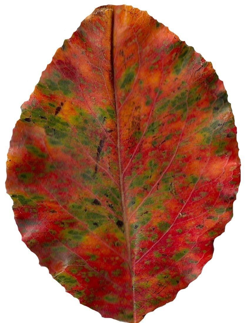 Fall Leaves Scanned Texture Pack - 81 Textures free Texture | CGTrader