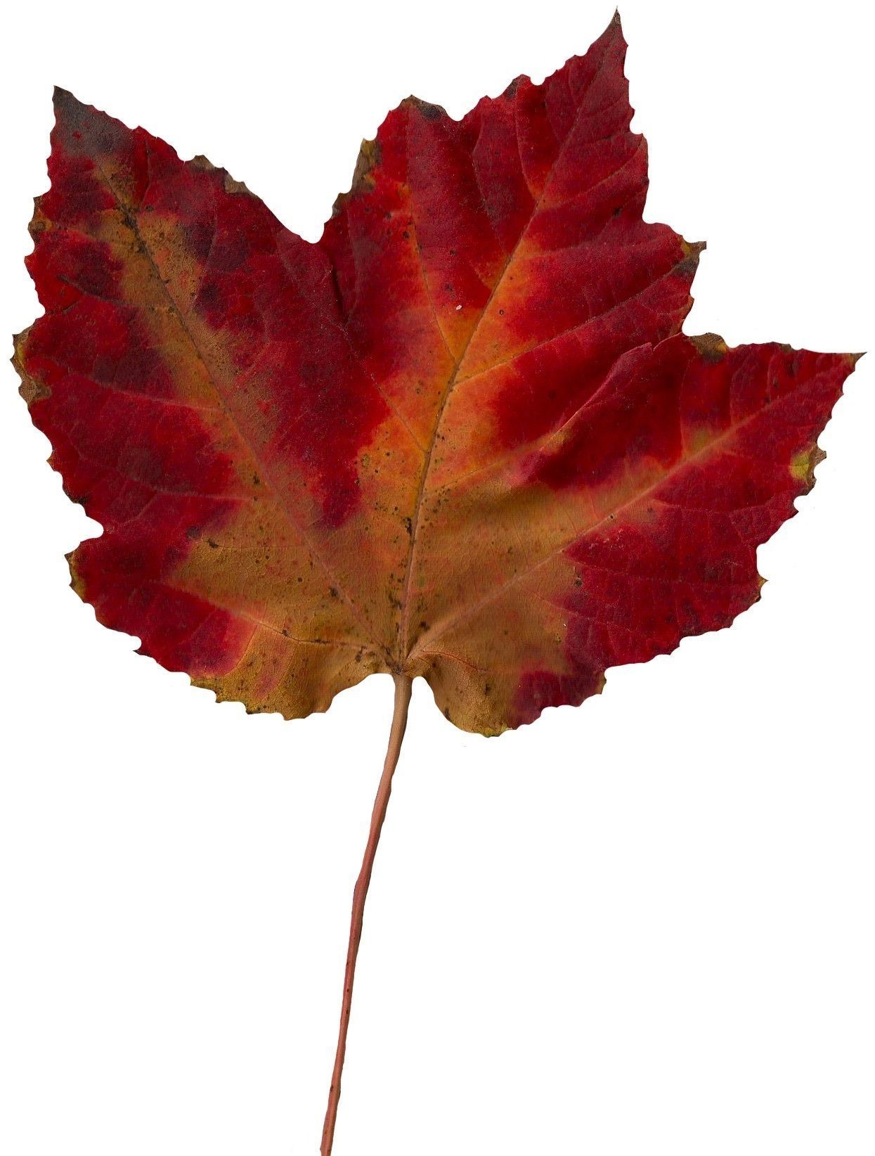 Fall Leaves Scanned Texture Pack - 81 Textures free Texture | CGTrader