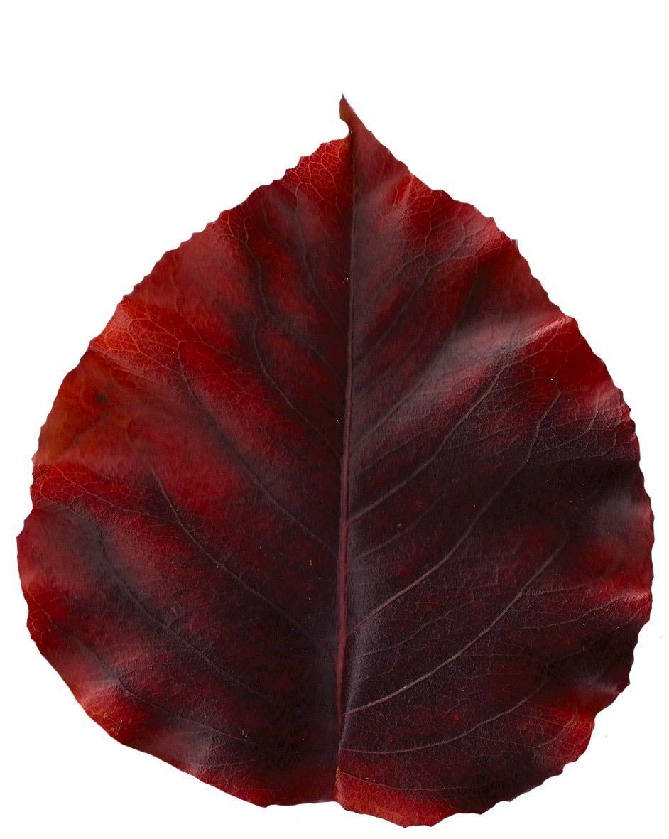 Fall Leaves Scanned Texture Pack - 81 Textures free Texture | CGTrader