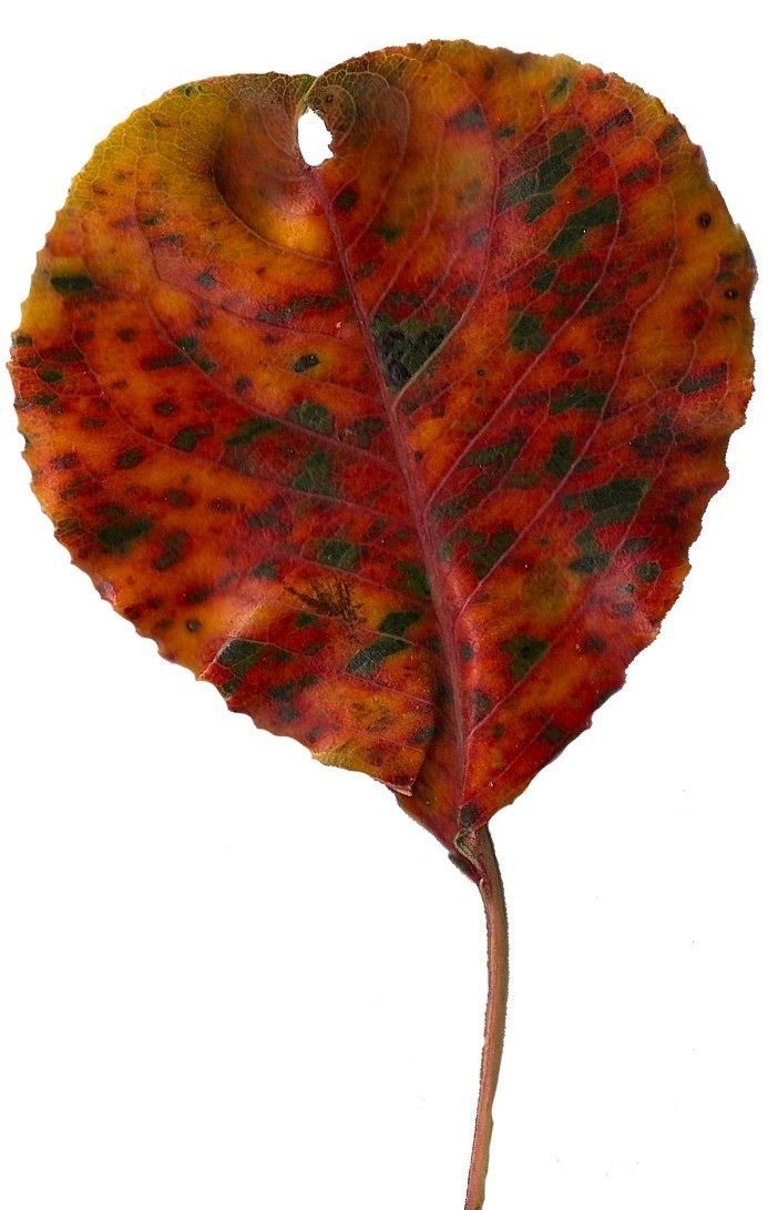 Fall Leaves Scanned Texture Pack - 81 Textures free Texture | CGTrader