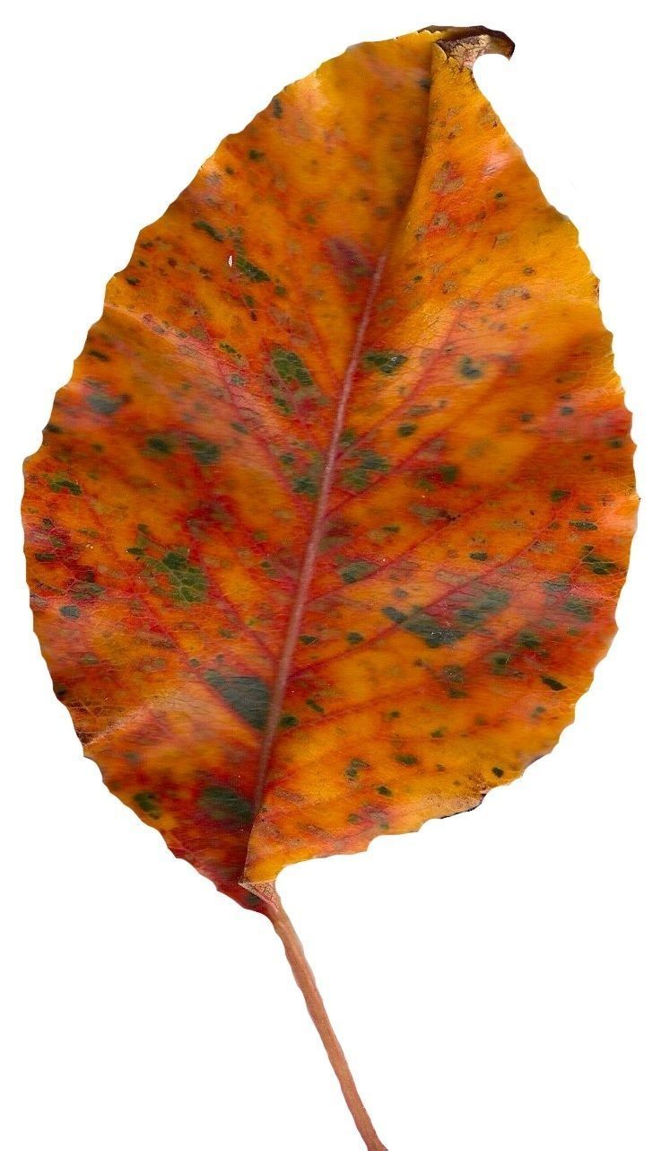 Fall Leaves Scanned Texture Pack - 81 Textures free Texture | CGTrader