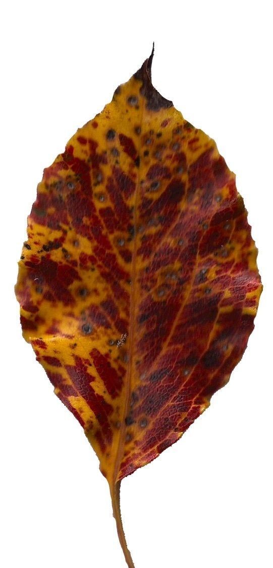 Fall Leaves Scanned Texture Pack - 81 Textures free Texture | CGTrader
