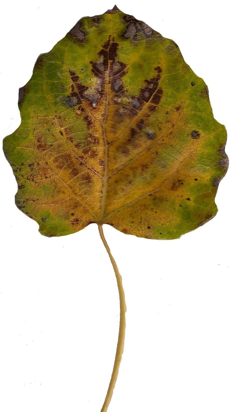 Fall Leaves Scanned Texture Pack - 81 Textures free Texture | CGTrader