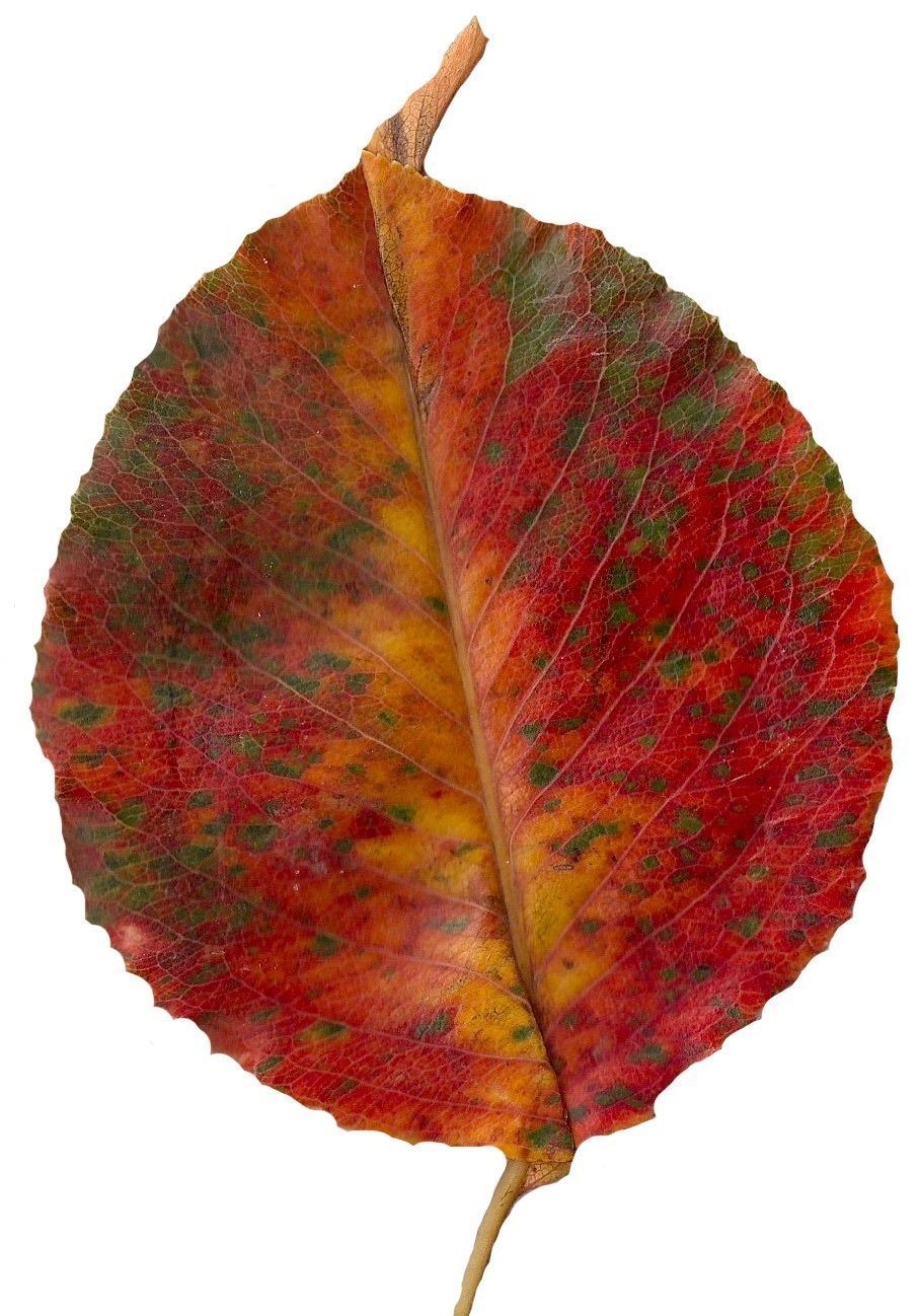 Fall Leaves Scanned Texture Pack - 81 Textures free Texture | CGTrader